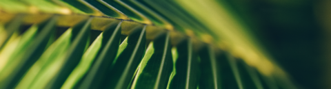 Palm Sunday Devotional | Trusting God’s Plan in Triumph and Trial